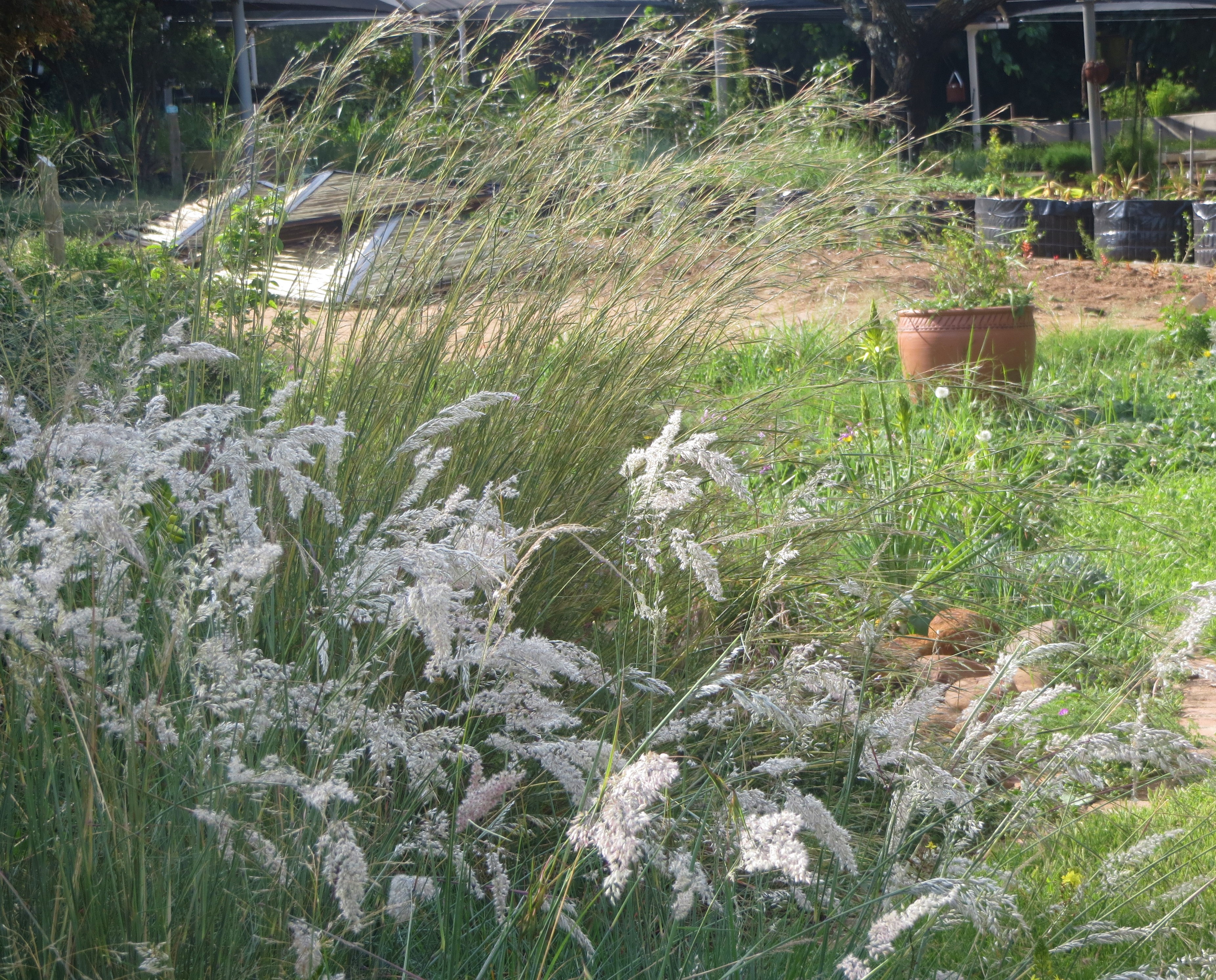 Melinis repens Natalse Rooipluim Natal Redtop