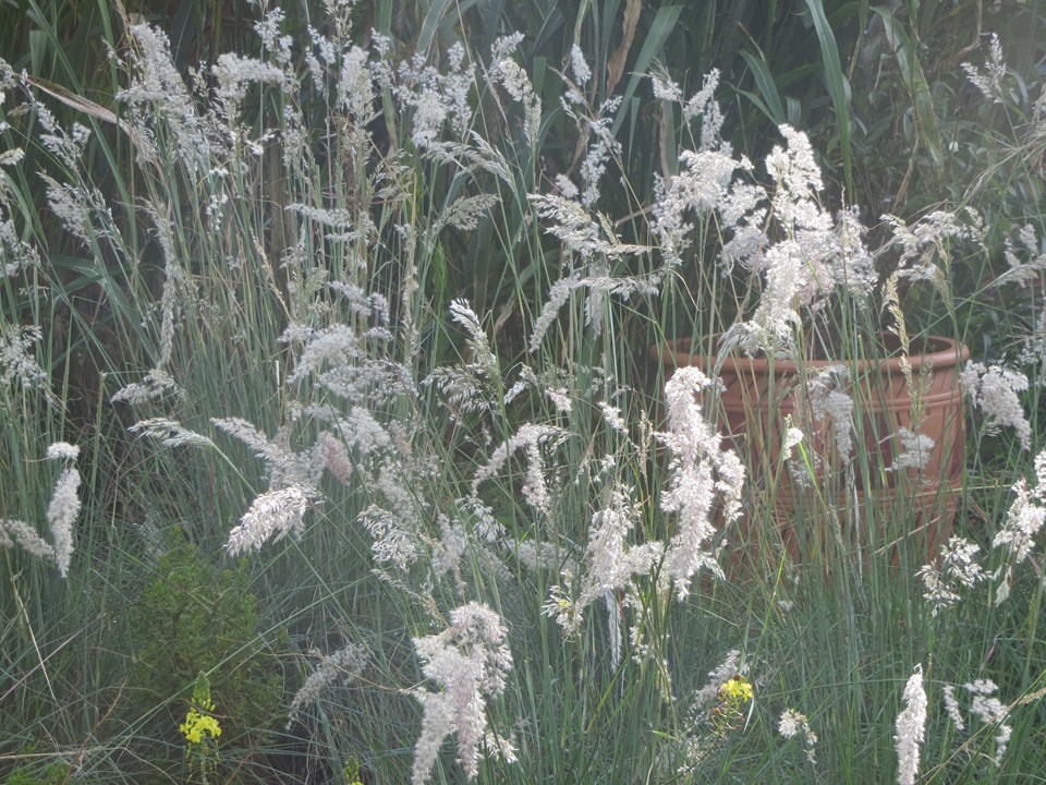 Melinis repens Natalse Rooipluim Natal Redtop