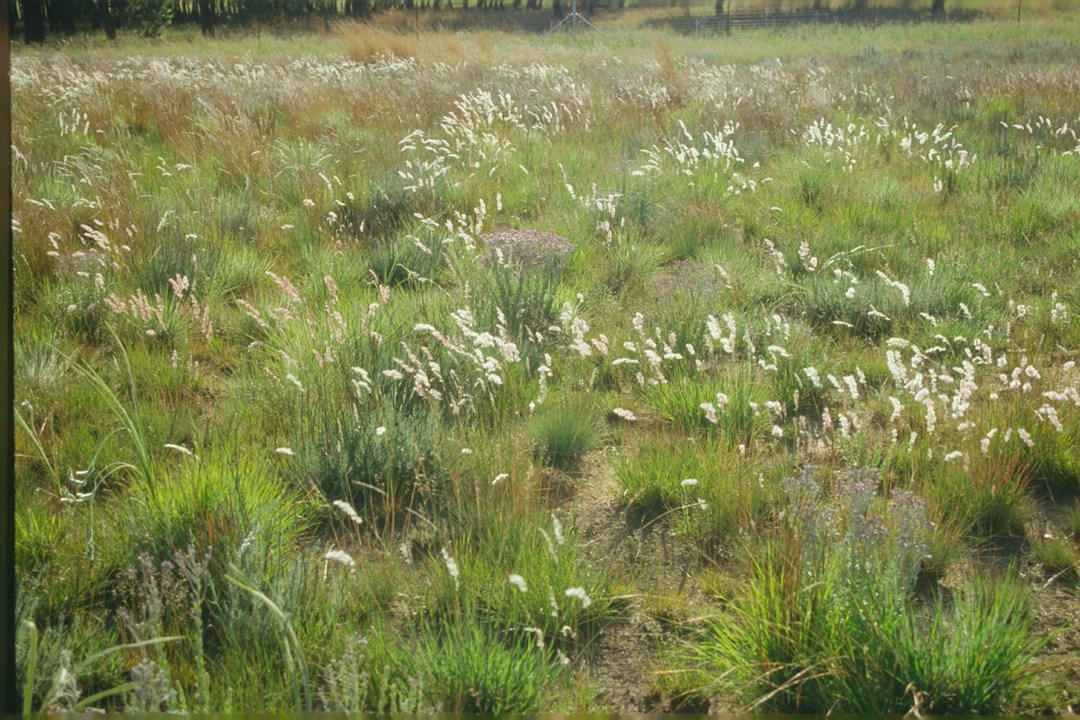 Melinis repens Natalse Rooipluim Natal Redtop