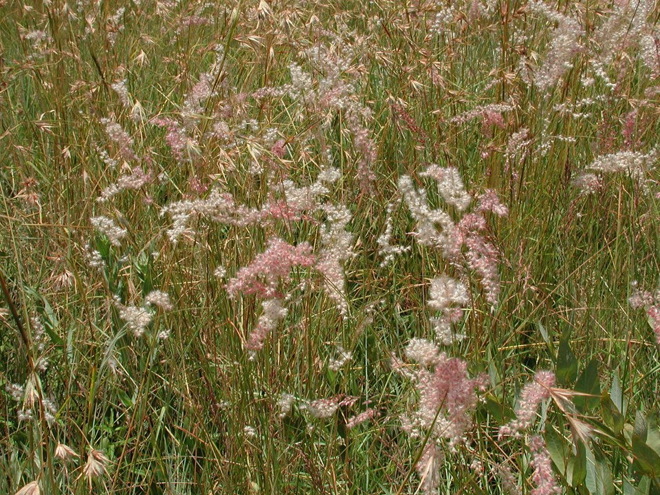 Melinis repens Natalse Rooipluim Natal Redtop