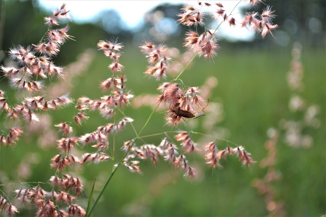 Melinis repens Natalse Rooipluim Natal Redtop