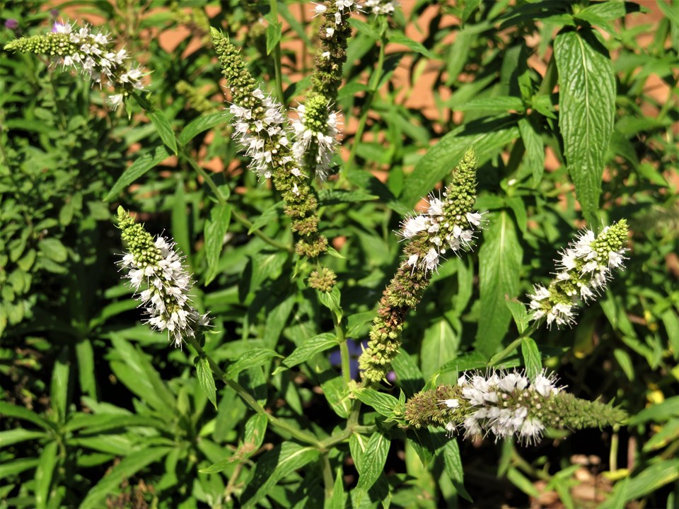 Mentha longifolia Wild Spearmint