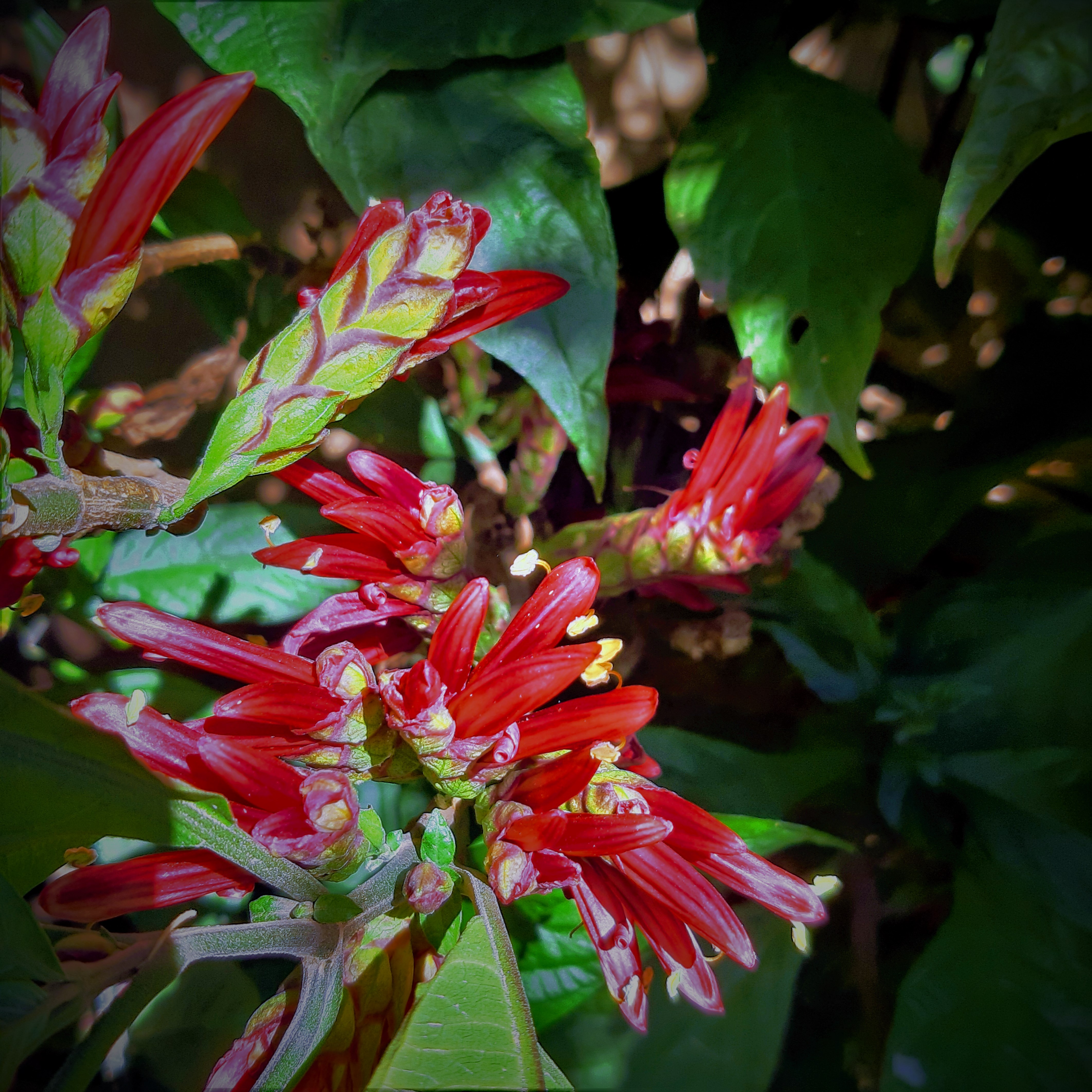 Metarungia pubinervia Rooisuikerbekkiebos Red Sunbird Bush