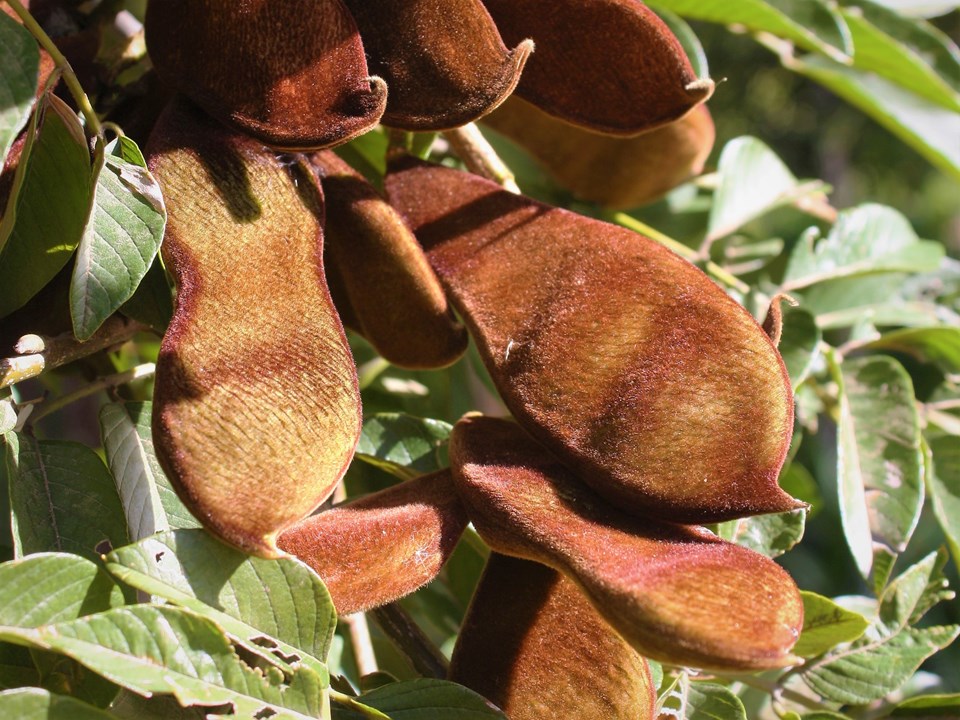 Millettia grandis Umzimbeet Umzimbeet Umsimbithi Umsimbithi