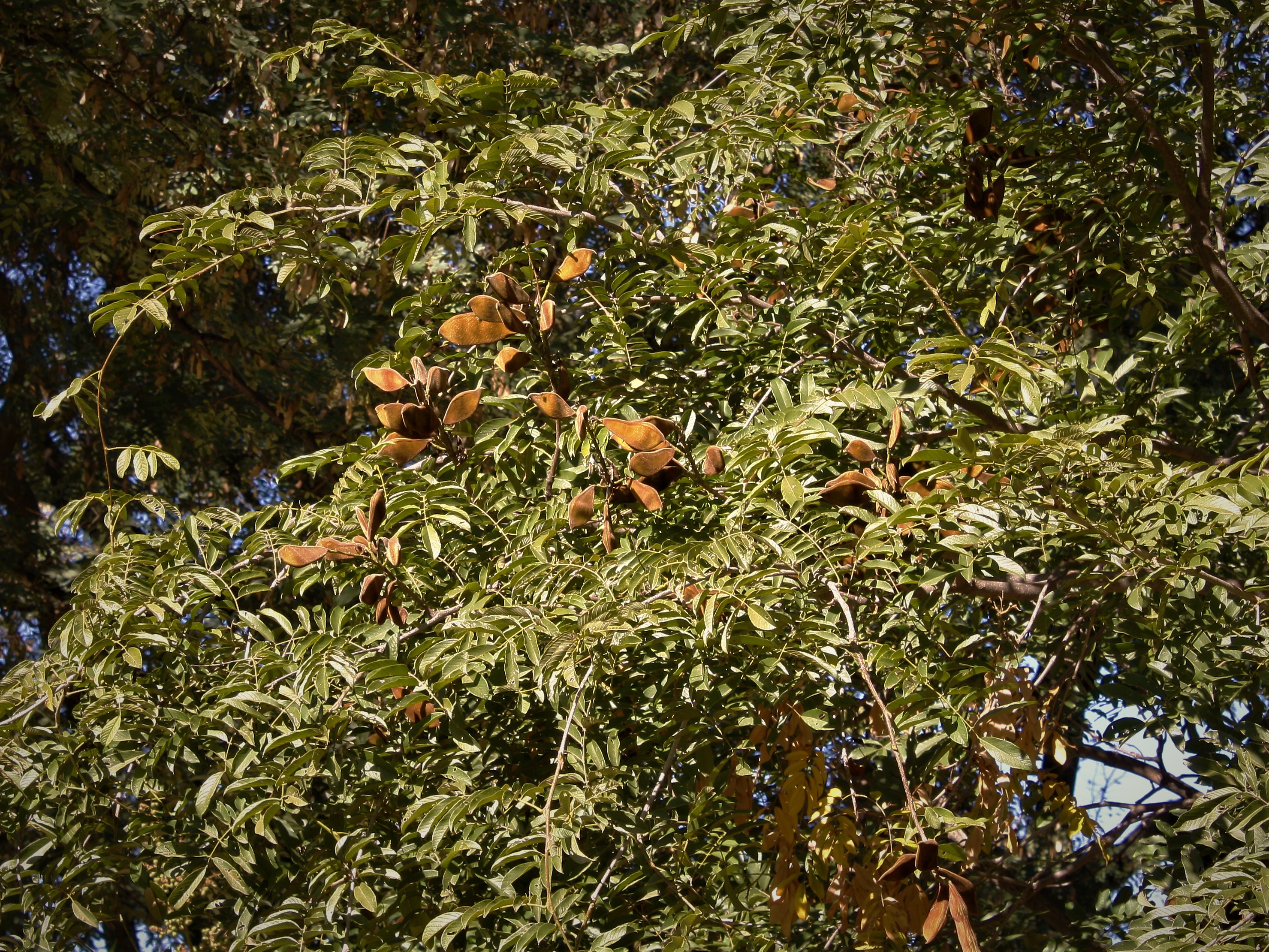 Millettia grandis Umzimbeet Umzimbeet Umsimbithi Umsimbithi