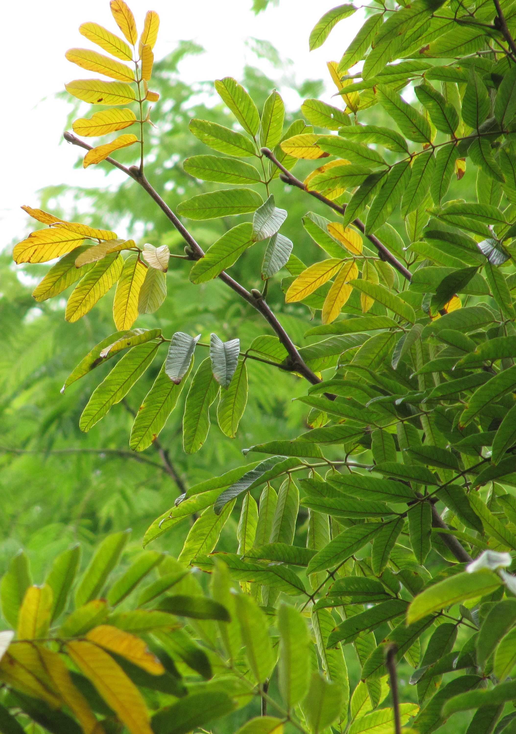 Millettia grandis Umzimbeet Umzimbeet Umsimbithi Umsimbithi