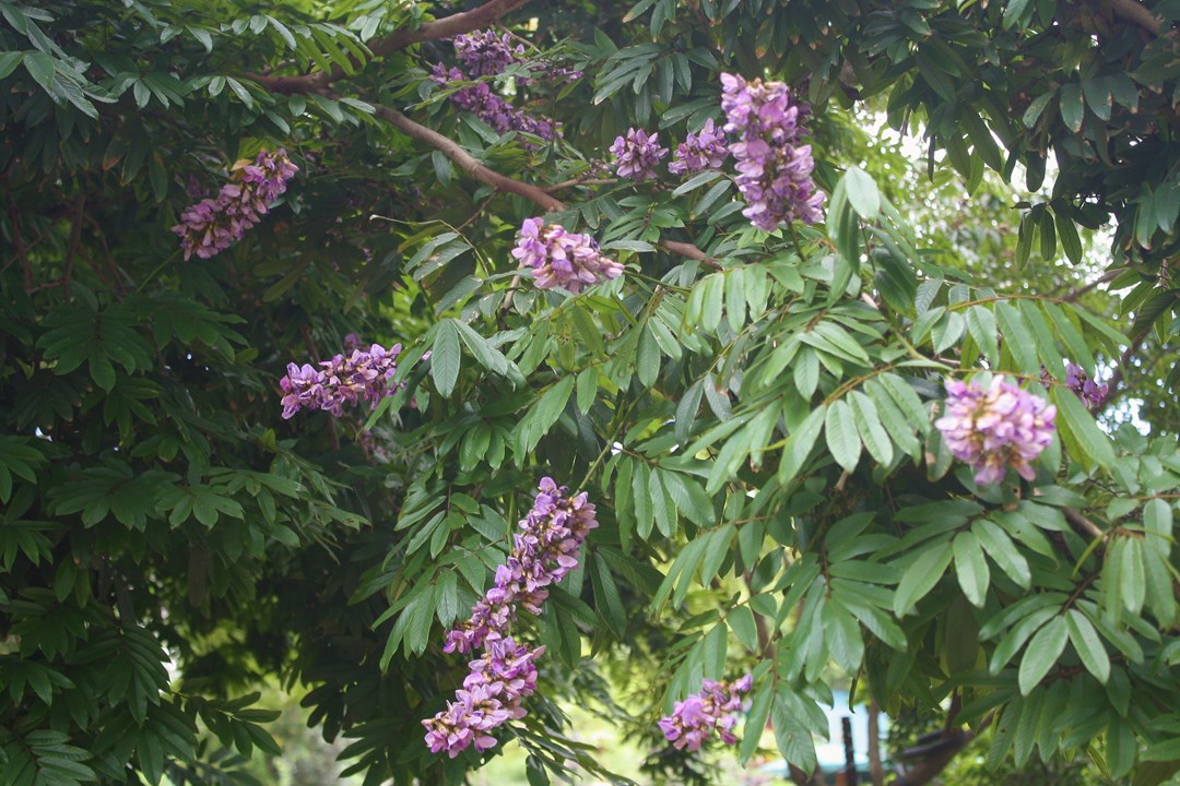 Millettia grandis Umzimbeet Umzimbeet Umsimbithi Umsimbithi