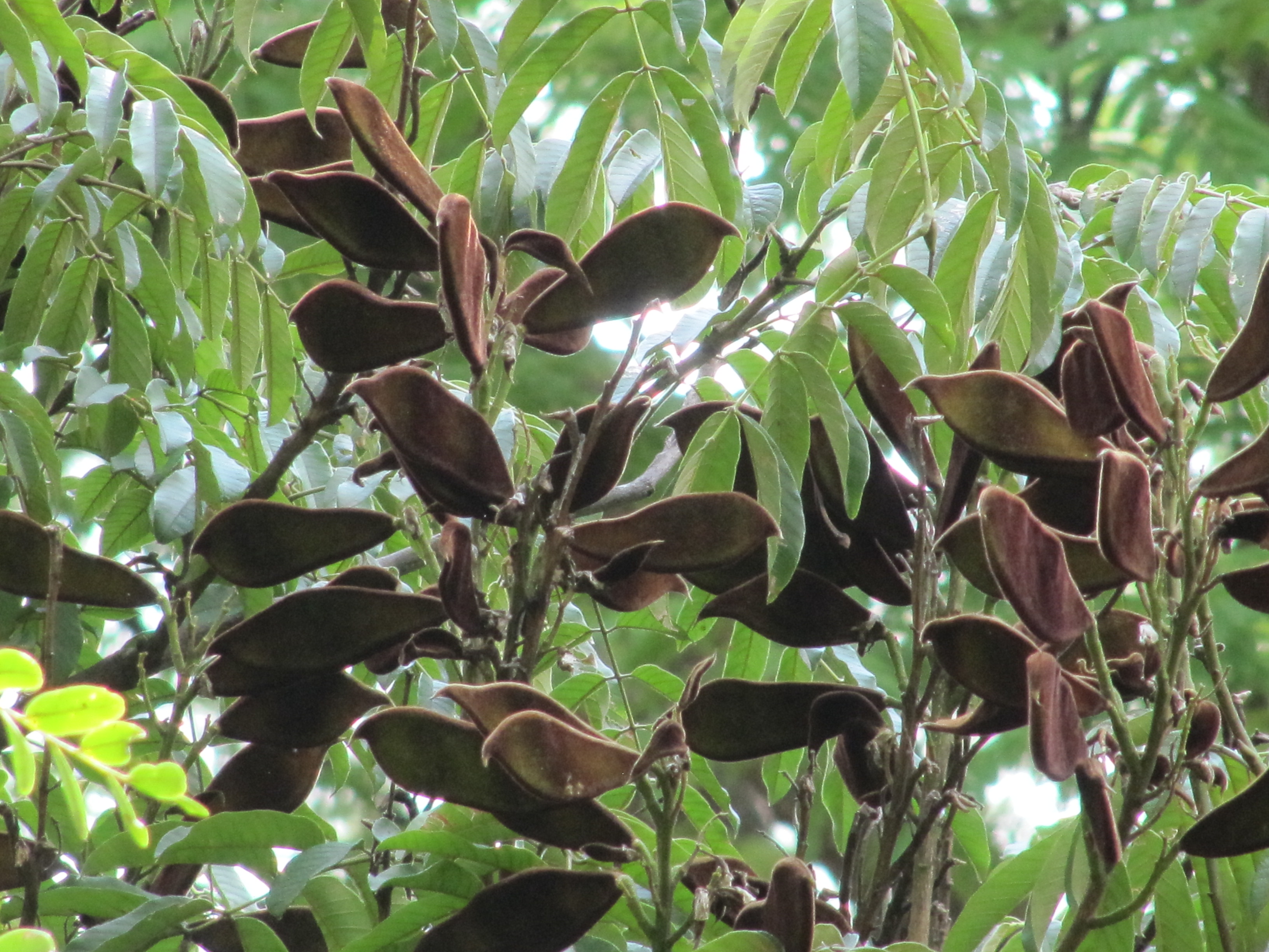 Millettia grandis Umzimbeet Umzimbeet Umsimbithi Umsimbithi