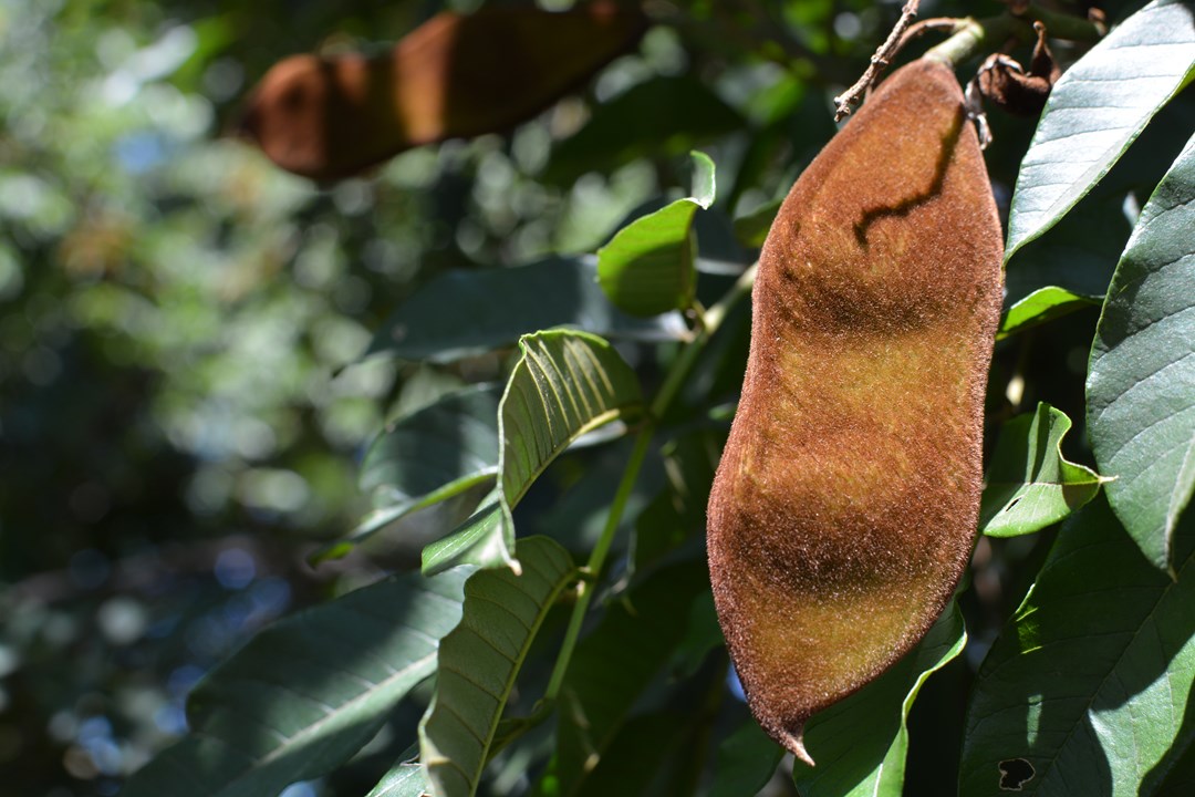 Millettia grandis Umzimbeet Umzimbeet Umsimbithi Umsimbithi