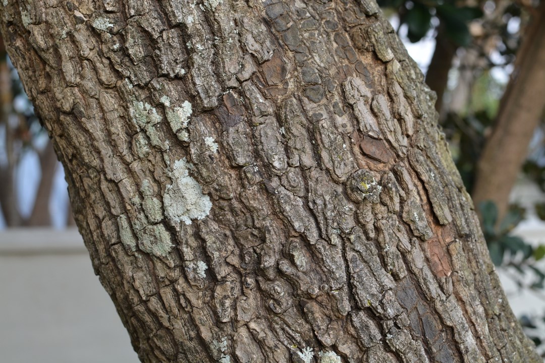 Mimusops caffra Coastal Red Milkwood Kusrooimelkhout Umkhakhayi Umtunzi