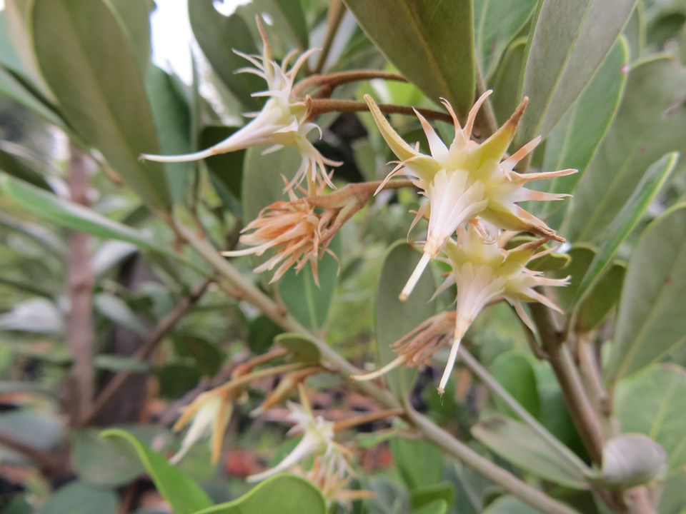 Mimusops caffra Coastal Red Milkwood Kusrooimelkhout Umkhakhayi Umtunzi