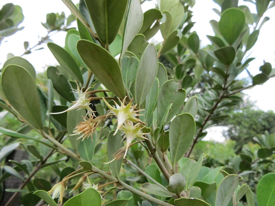 Mimusops caffra Coastal Red Milkwood Kusrooimelkhout Umkhakhayi Umtunzi