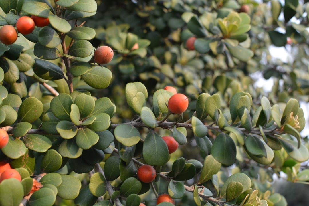 Mimusops caffra Coastal Red Milkwood Kusrooimelkhout Umkhakhayi Umtunzi