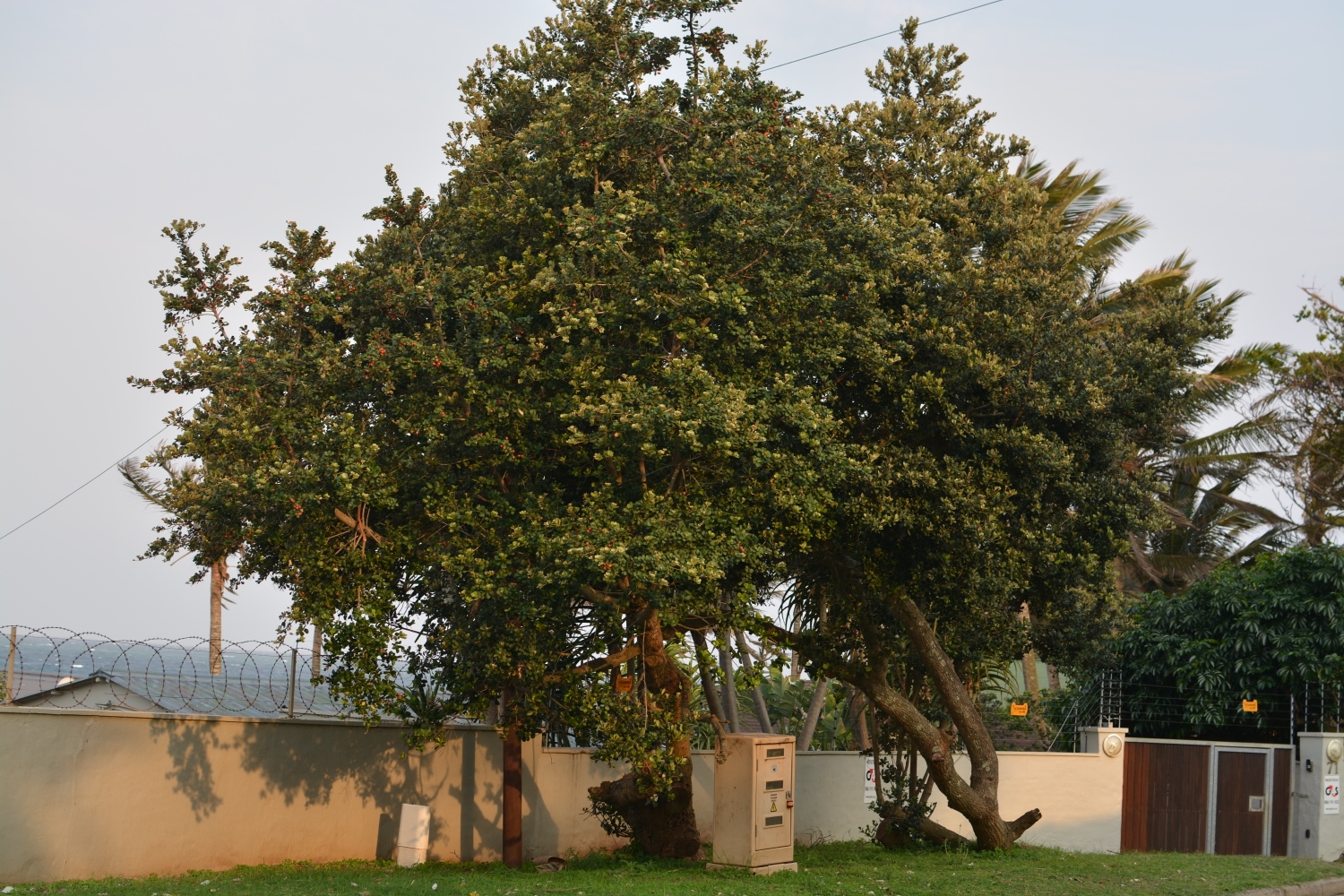 Mimusops caffra Coastal Red Milkwood Kusrooimelkhout Umkhakhayi Umtunzi