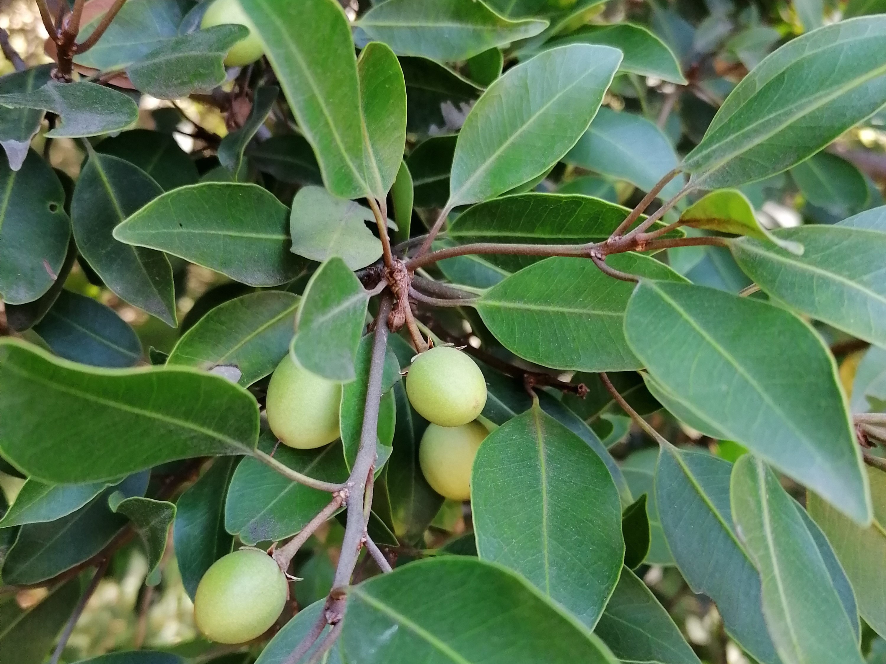 Mimusops zeyheri Moepel Moepel Mmupudu Mububulu Umphushane