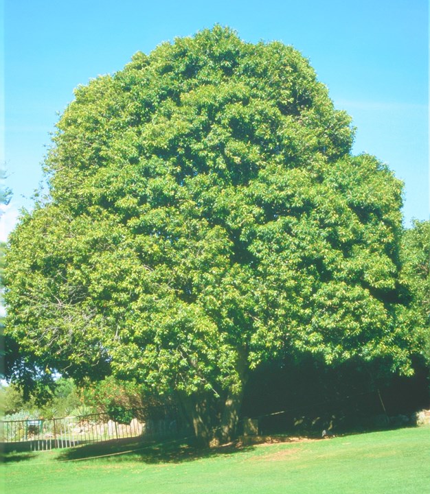 Mimusops zeyheri Moepel Moepel Mmupudu Mububulu Umphushane