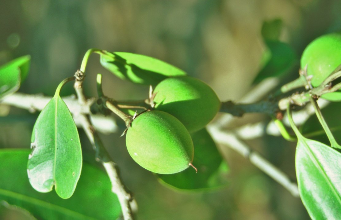 Mimusops zeyheri Moepel Moepel Mmupudu Mububulu Umphushane