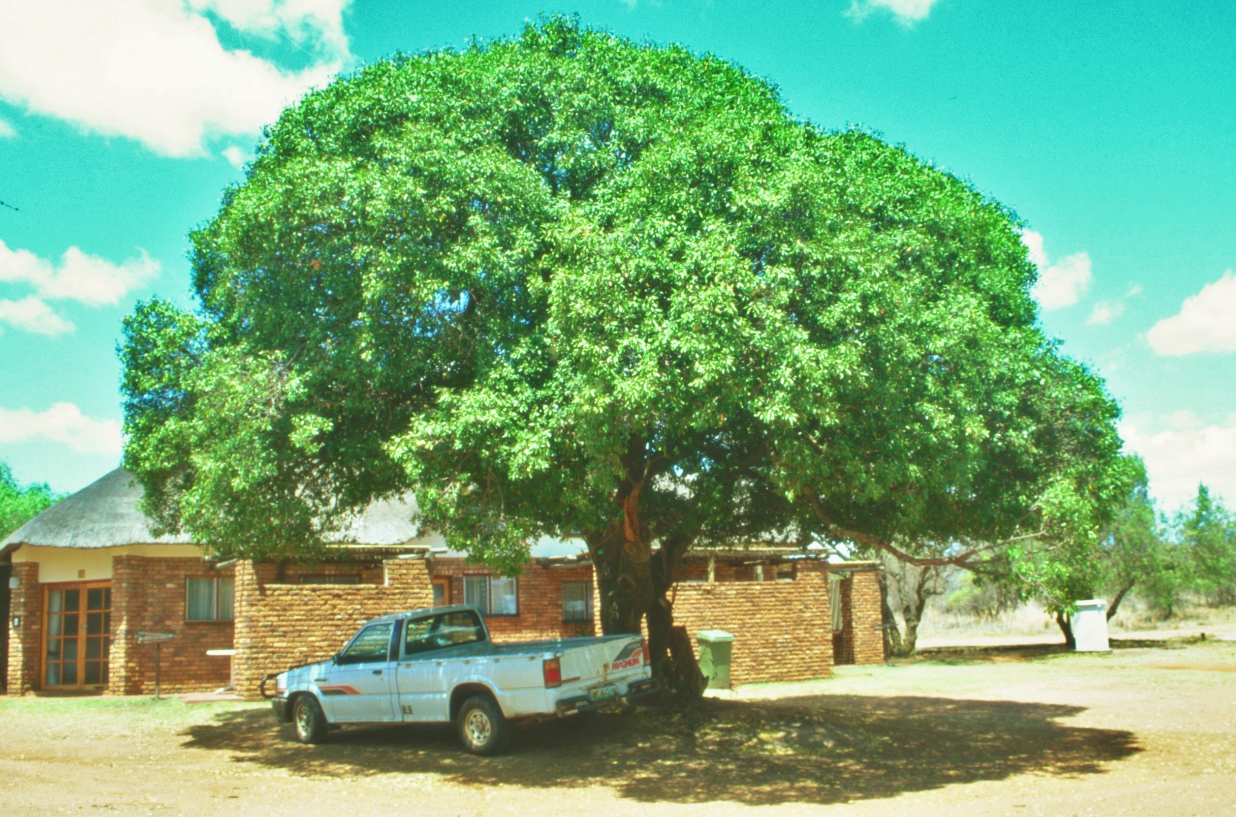 Mimusops zeyheri Moepel Moepel Mmupudu Mububulu Umphushane