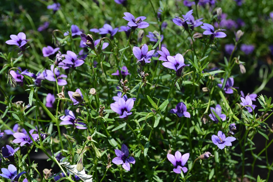 Monopsis unidentata Wild violet