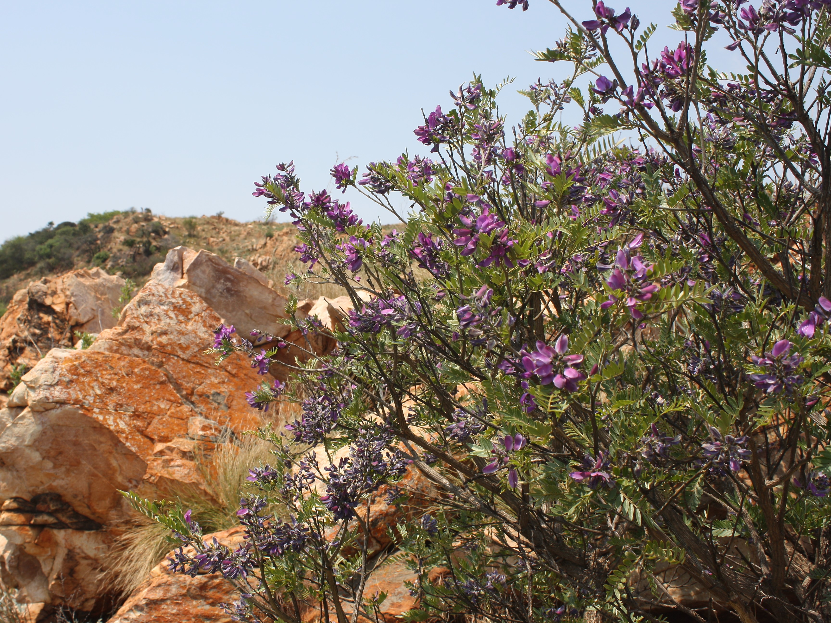 Mundulea sericea Cork Bush, Silver Bush, Rhodesian Silver-leaf Kurkbos ...