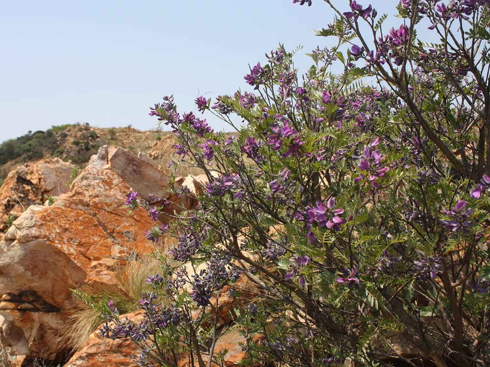 Mundulea sericea Cork Bush, Silver Bush, Rhodesian Silver-leaf Kurkbos ...