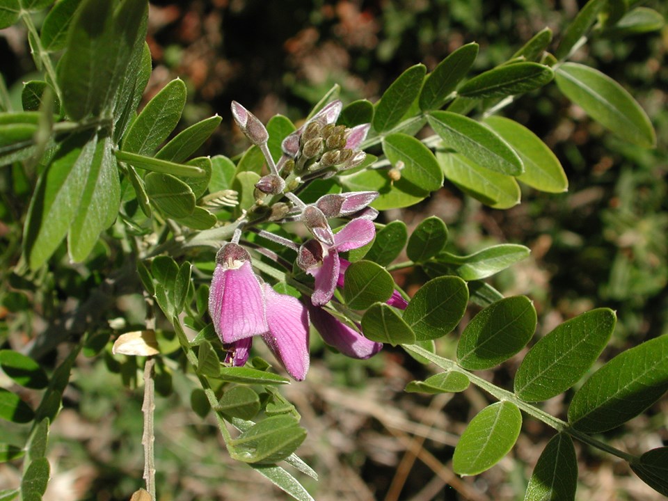 Mundulea sericea Cork Bush, Silver Bush, Rhodesian Silver-leaf Kurkbos ...