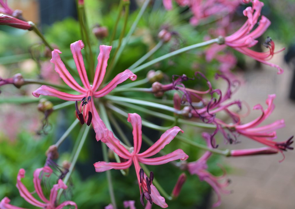 Nerine laticoma Vlei Lily Vleilelie