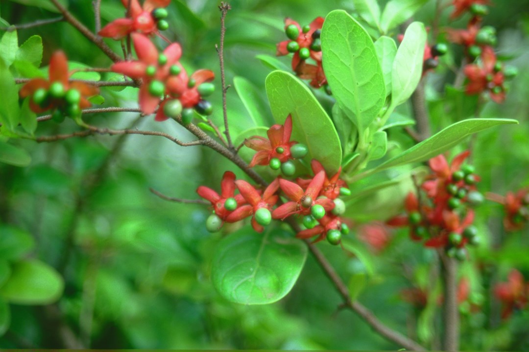 Ochna natalitia Showy Plane, Mickey-mouse plant, Wild Plane ...