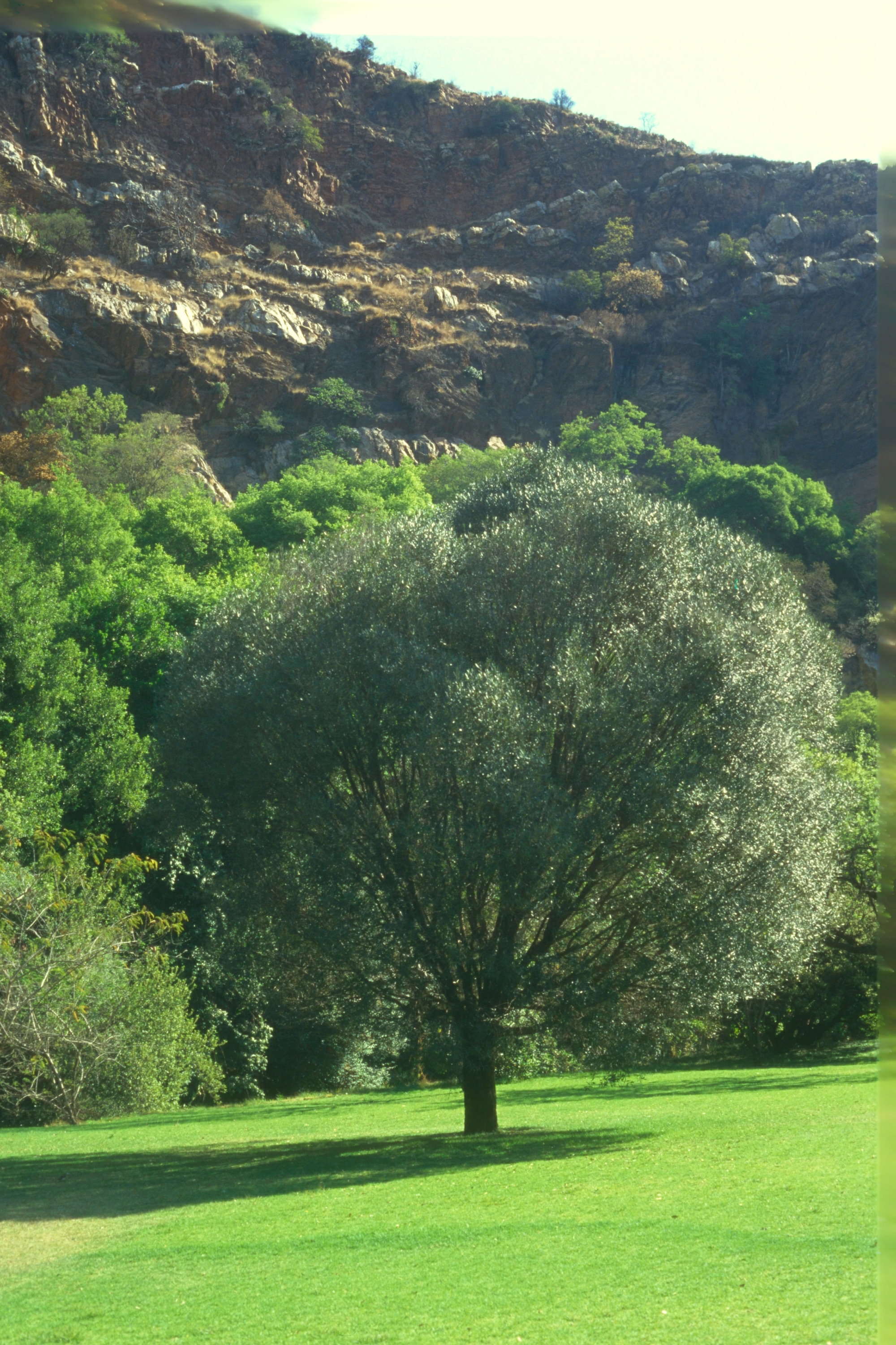Olea europaea africana African Olive Olienhout Mutwari Motlhware Umnqumo
