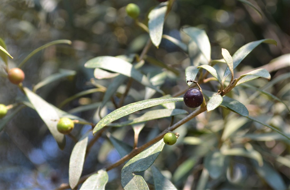 Olea europaea africana African Olive Olienhout Mutwari Motlhware Umnqumo