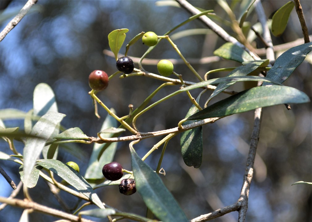 Olea europaea africana African Olive Olienhout Mutwari Motlhware Umnqumo