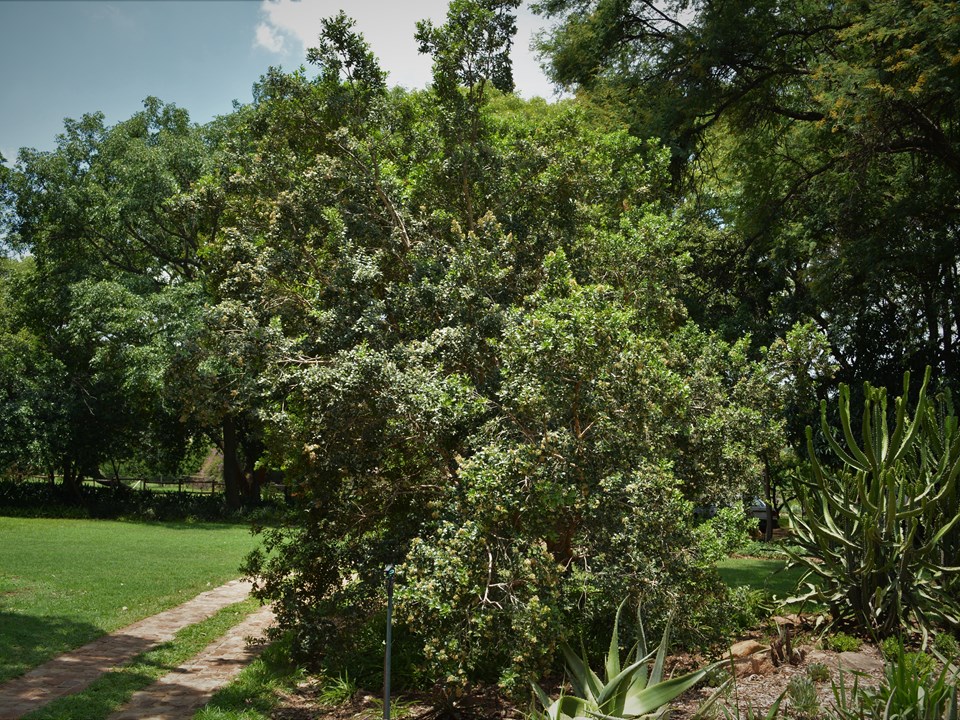 Olinia emarginata Mountain Hard Pear Berghardepeer Uqudu