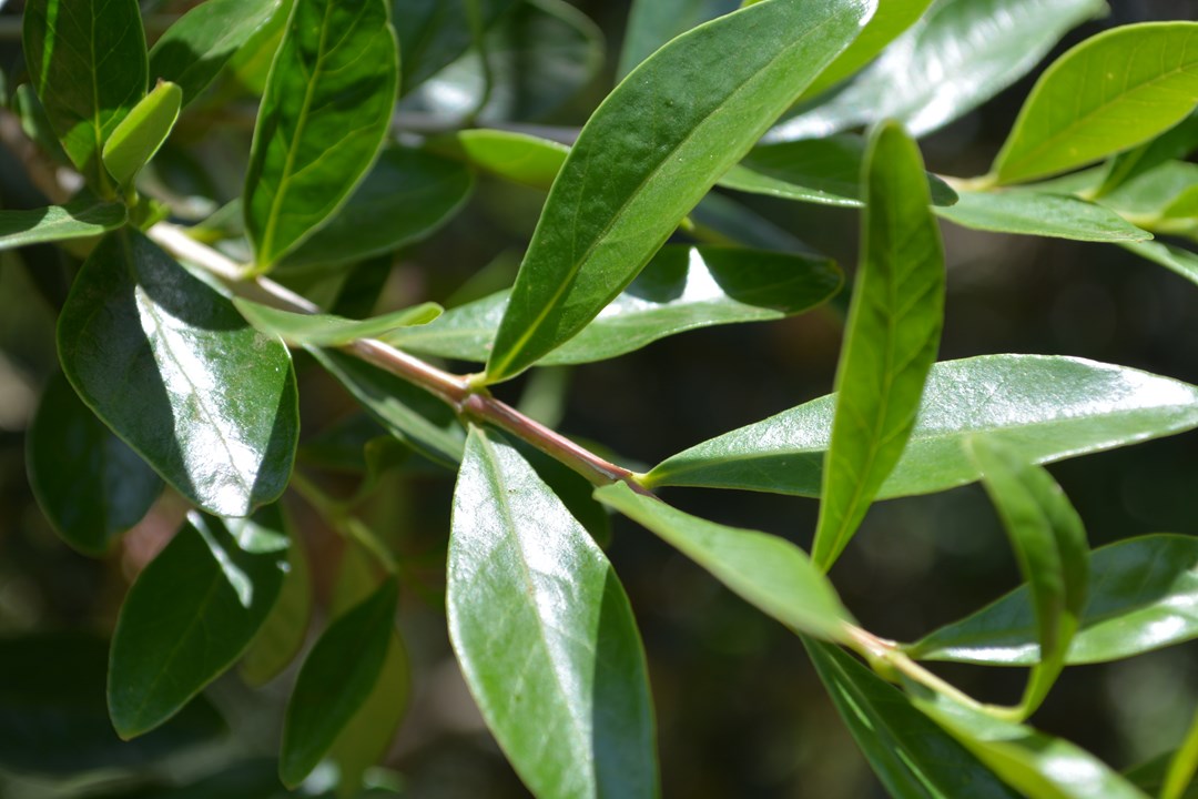Olinia emarginata Mountain Hard Pear Berghardepeer Uqudu