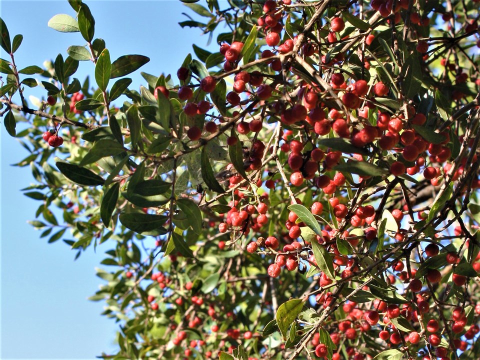Olinia emarginata Mountain Hard Pear Berghardepeer Uqudu