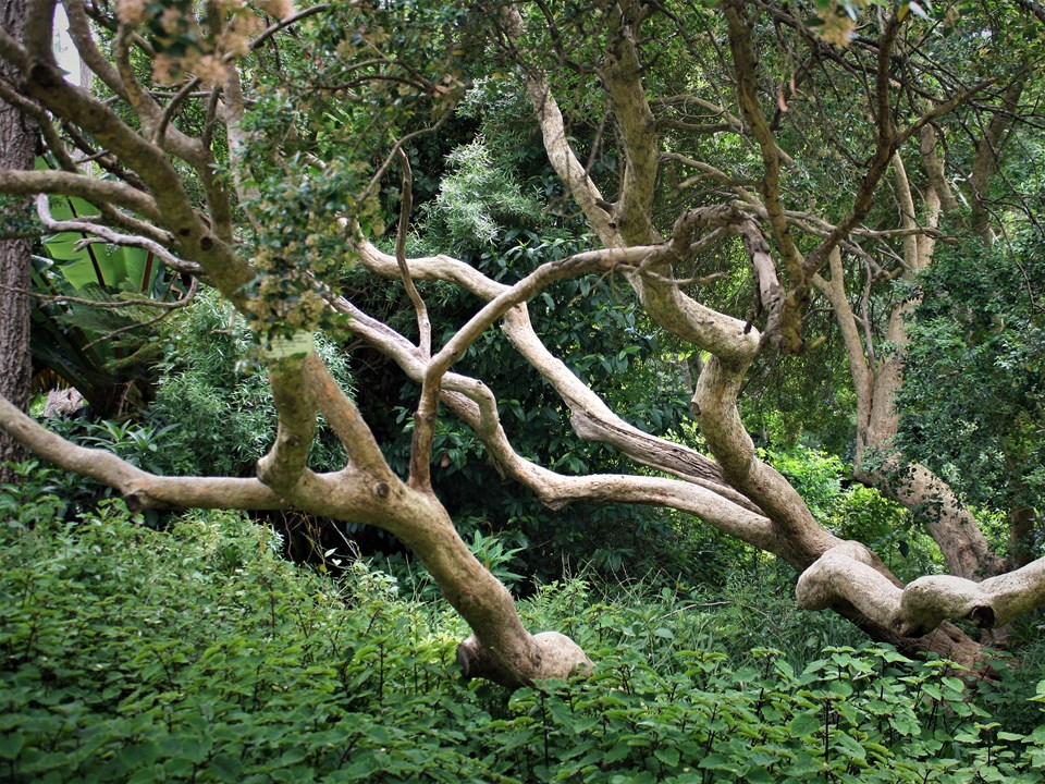 Olinia emarginata Mountain Hard Pear Berghardepeer Uqudu