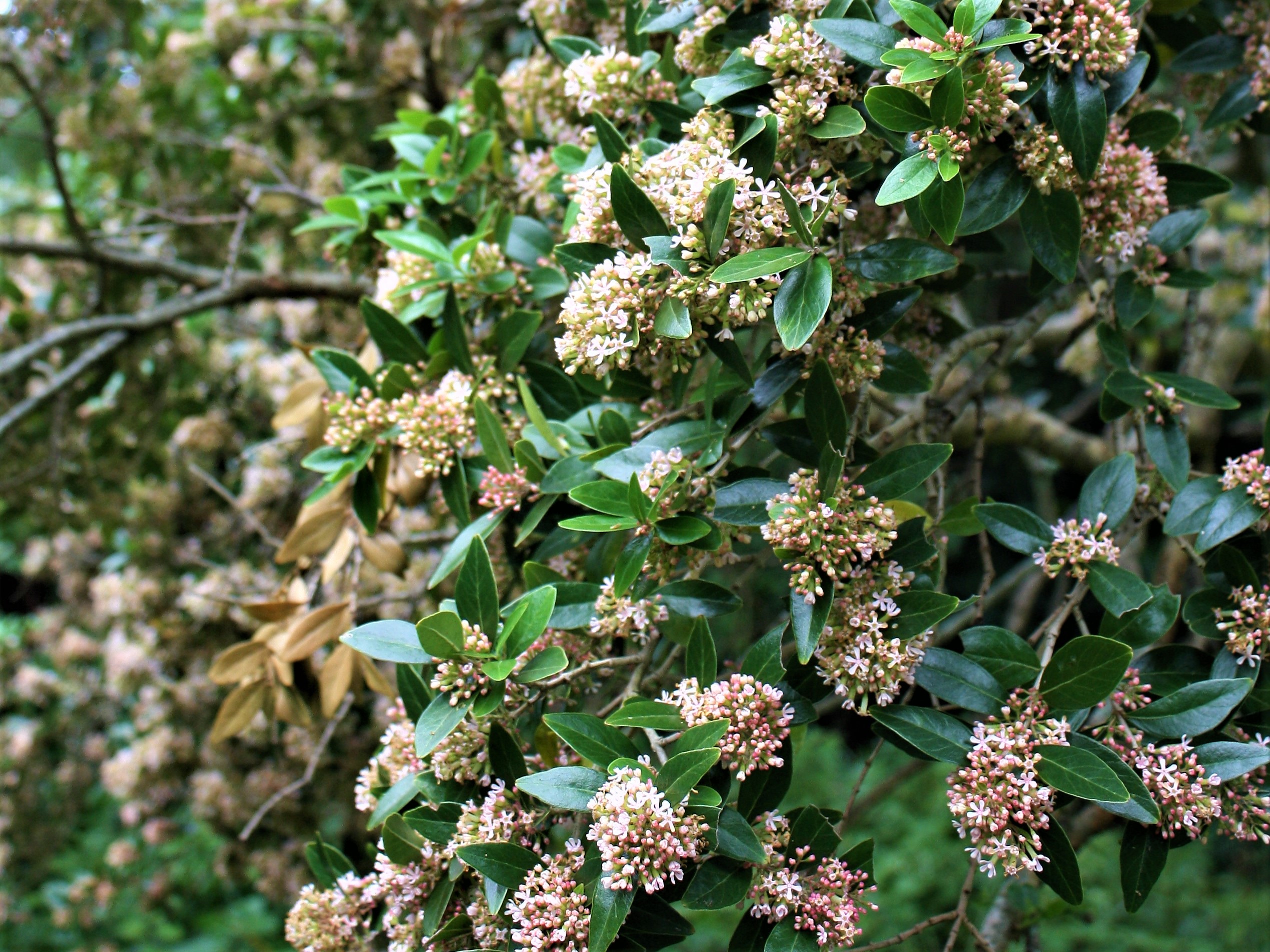 Olinia emarginata Mountain Hard Pear Berghardepeer Uqudu