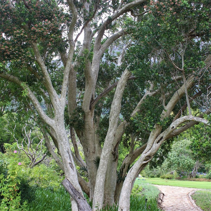 Olinia emarginata Mountain Hard Pear Berghardepeer Uqudu