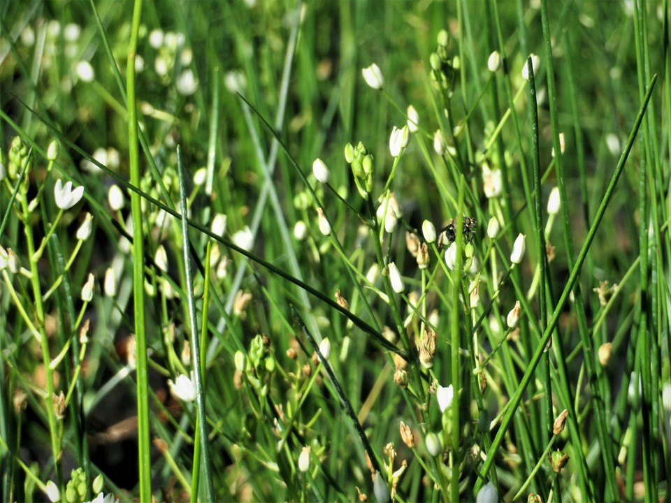 Ornithogalum sp. Tiny Peddie