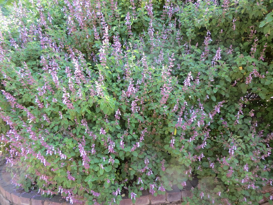 Orthosiphon labiatus Pienk Salie Pink Sage Shell Bush