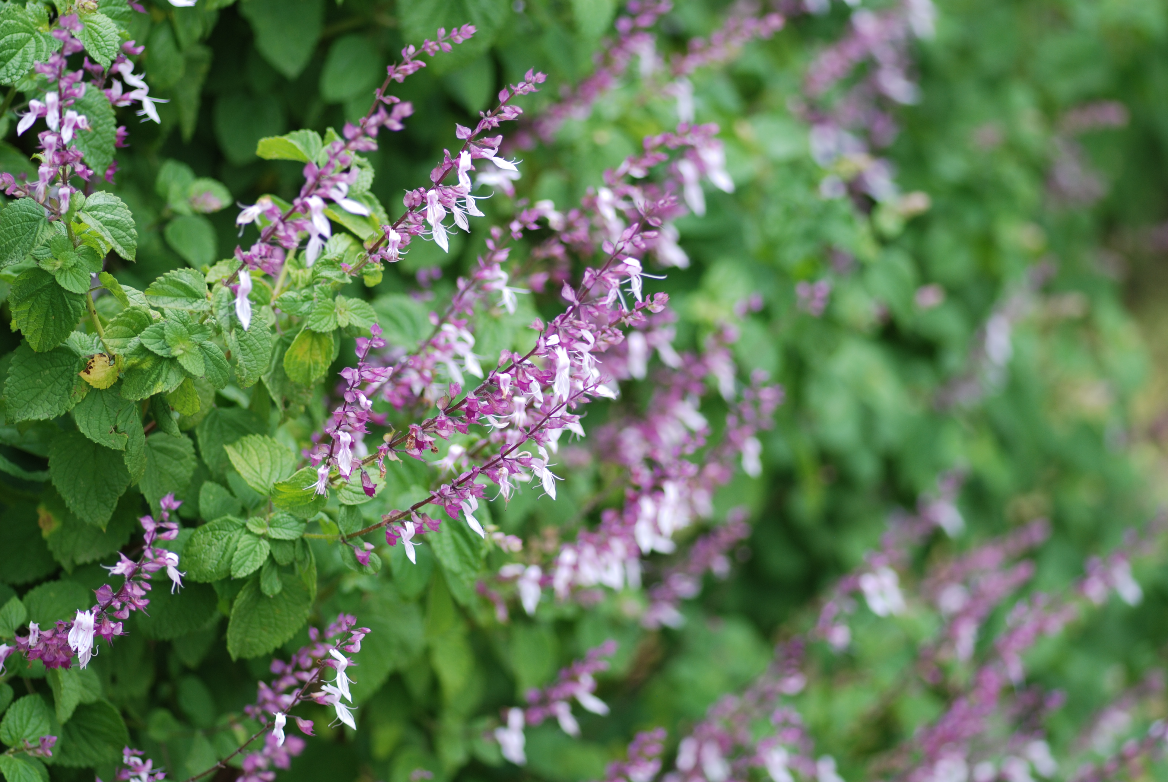 Orthosiphon labiatus Pienk Salie Pink Sage Shell Bush