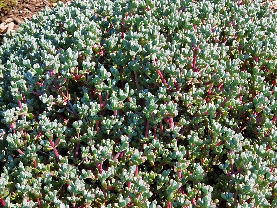 Oscularia deltoides[=Lampranthus deltoides] Dassievygie Sandstone Vygie