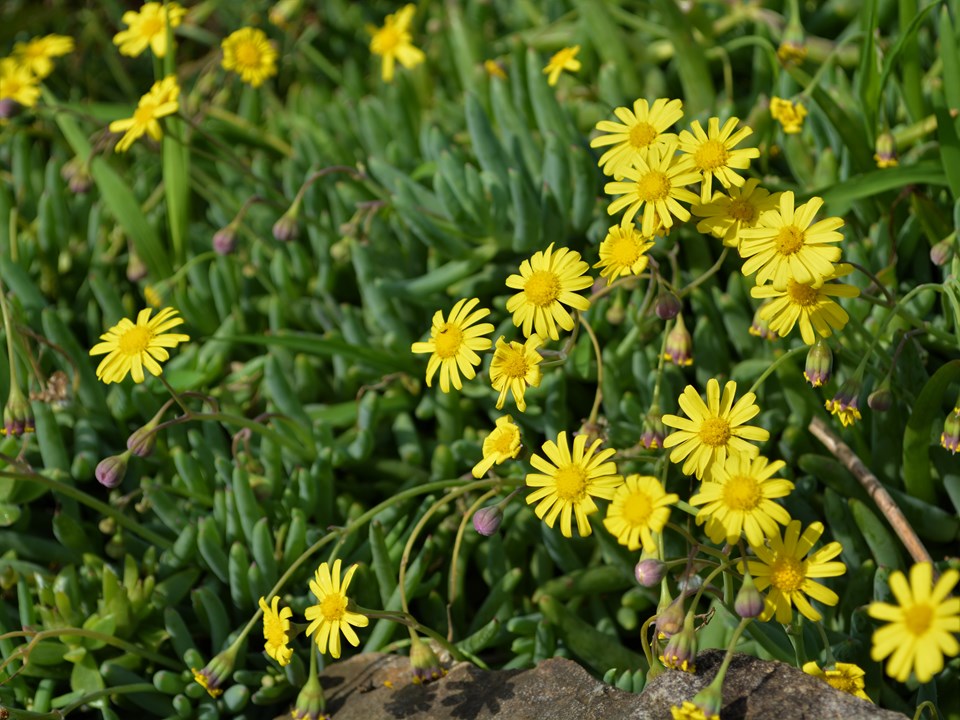 Othonna capensis Othonna Bobbejaankool