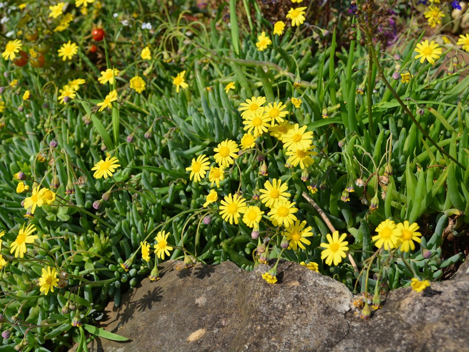 Othonna capensis Othonna Bobbejaankool