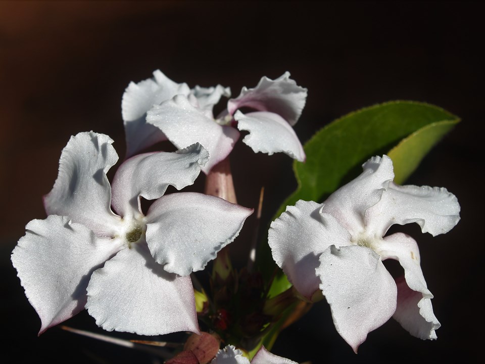 Pachypodium saundersiae Kudu Lily, Rathbonia Koedoelelie Isihlehle ...