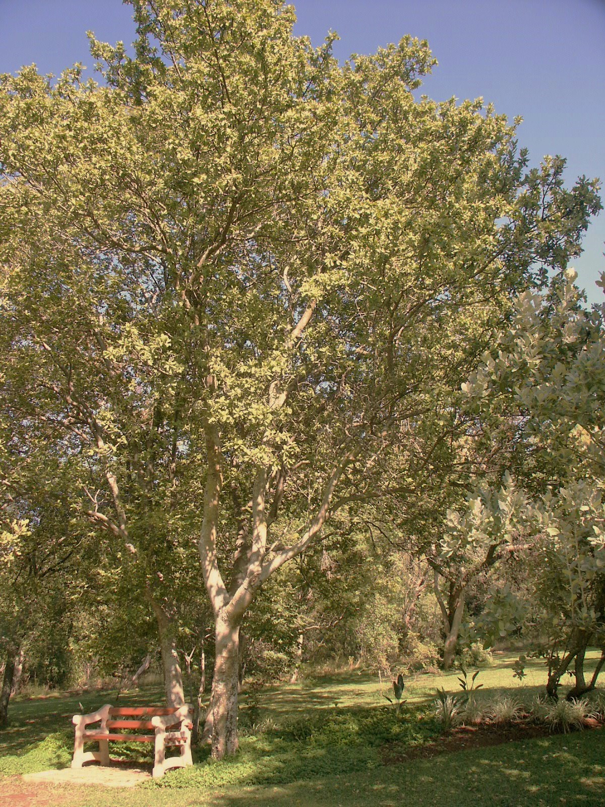 Pappea capensis Jacket Plum Doppruim Tshikavhavhe Umqhokwane