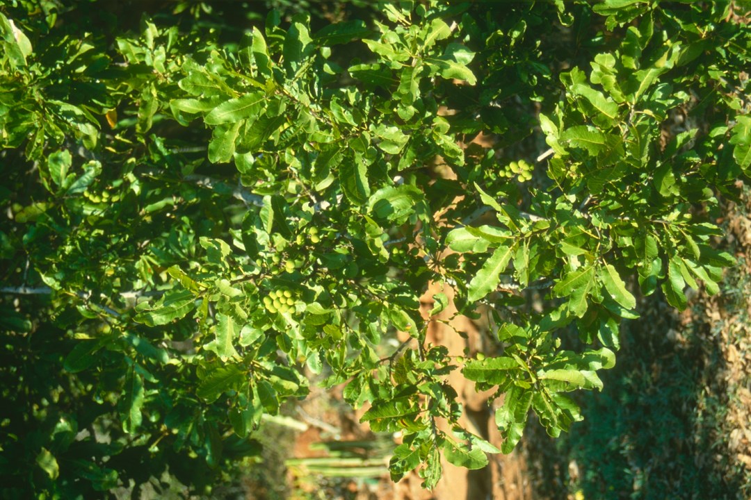 Pappea capensis Jacket Plum Doppruim Tshikavhavhe Umqhokwane