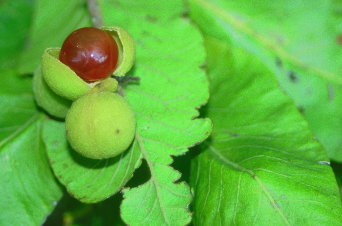 Pappea capensis Jacket Plum Doppruim Tshikavhavhe Umqhokwane