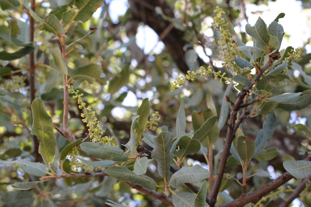 Pappea capensis Jacket Plum Doppruim Tshikavhavhe Umqhokwane