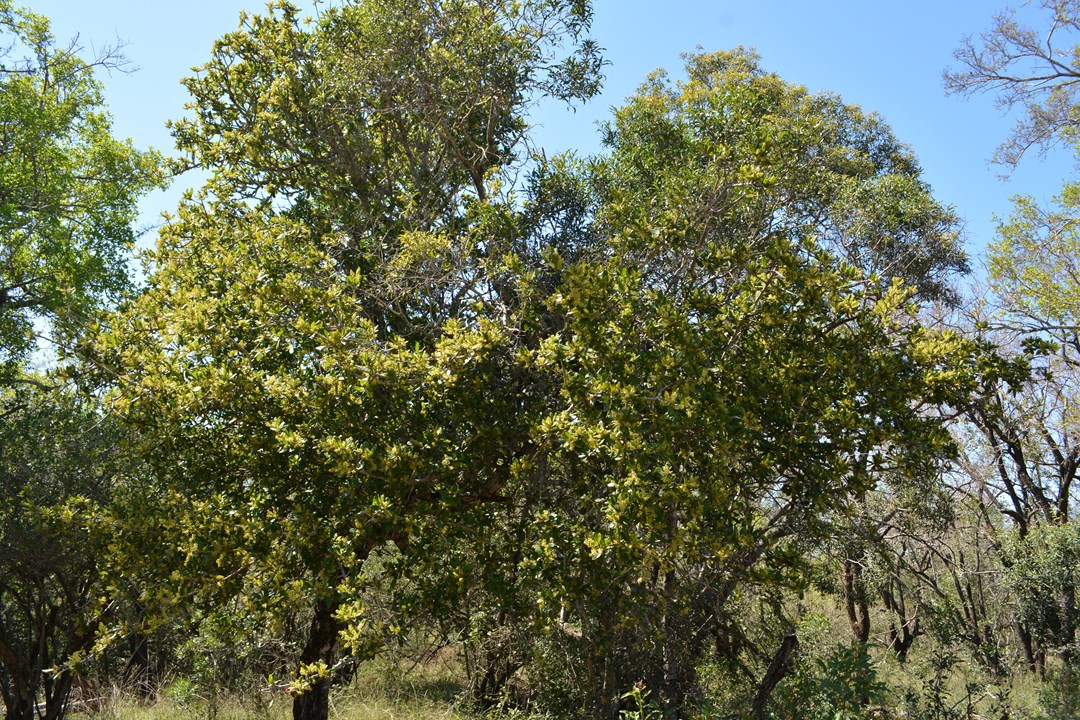 Pappea capensis Jacket Plum Doppruim Tshikavhavhe Umqhokwane