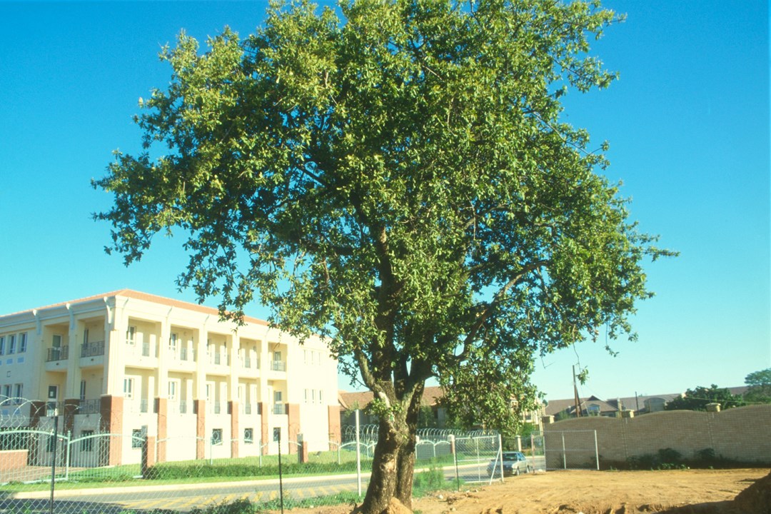 Pappea capensis Jacket Plum Doppruim Tshikavhavhe Umqhokwane